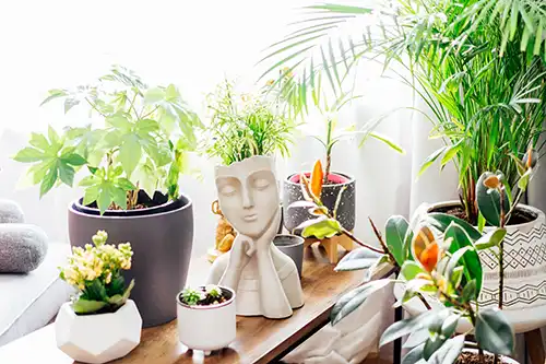 Foliage Plants & How To Care For Them • Best Foliage Plants