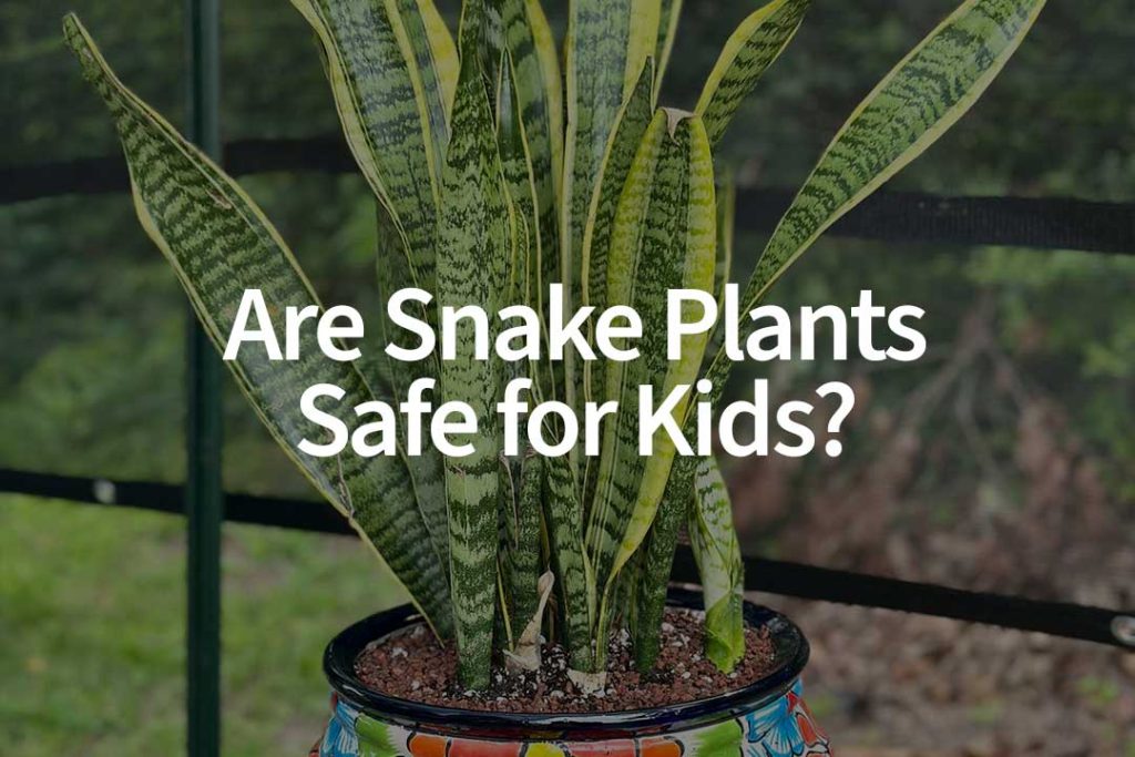 Can You Grow Snake Plants Outdoors?