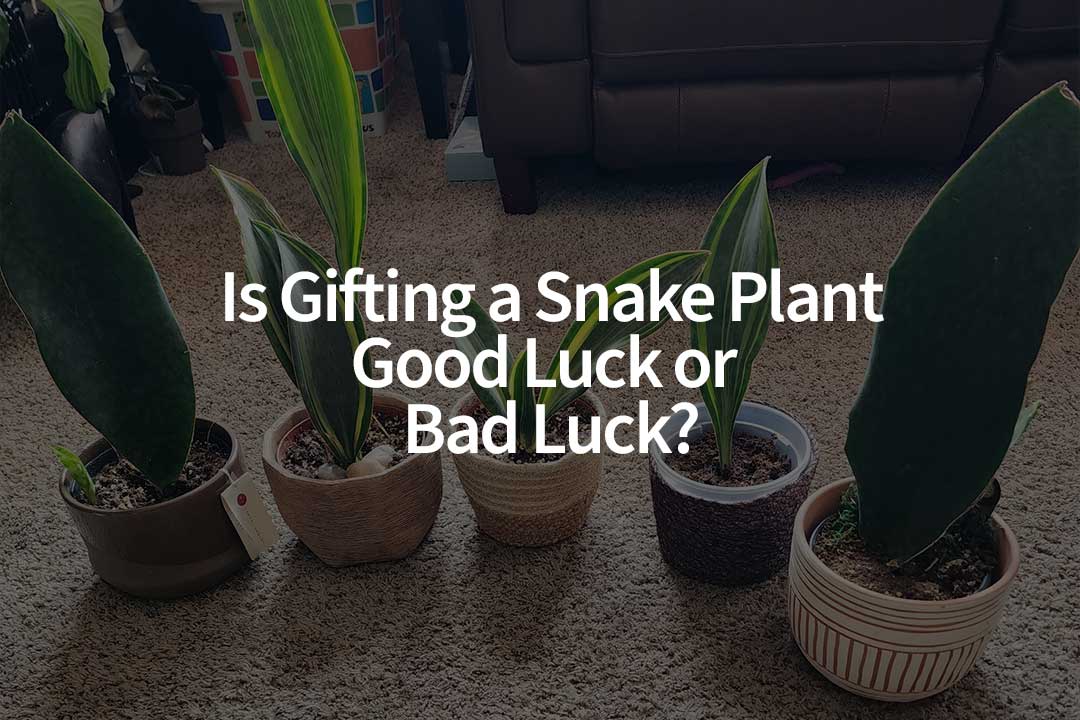 Can You Gift A Snake Plant? What It Means?
