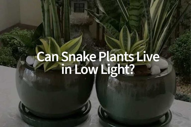 Snake Plant Arrangement Ideas For Every Space