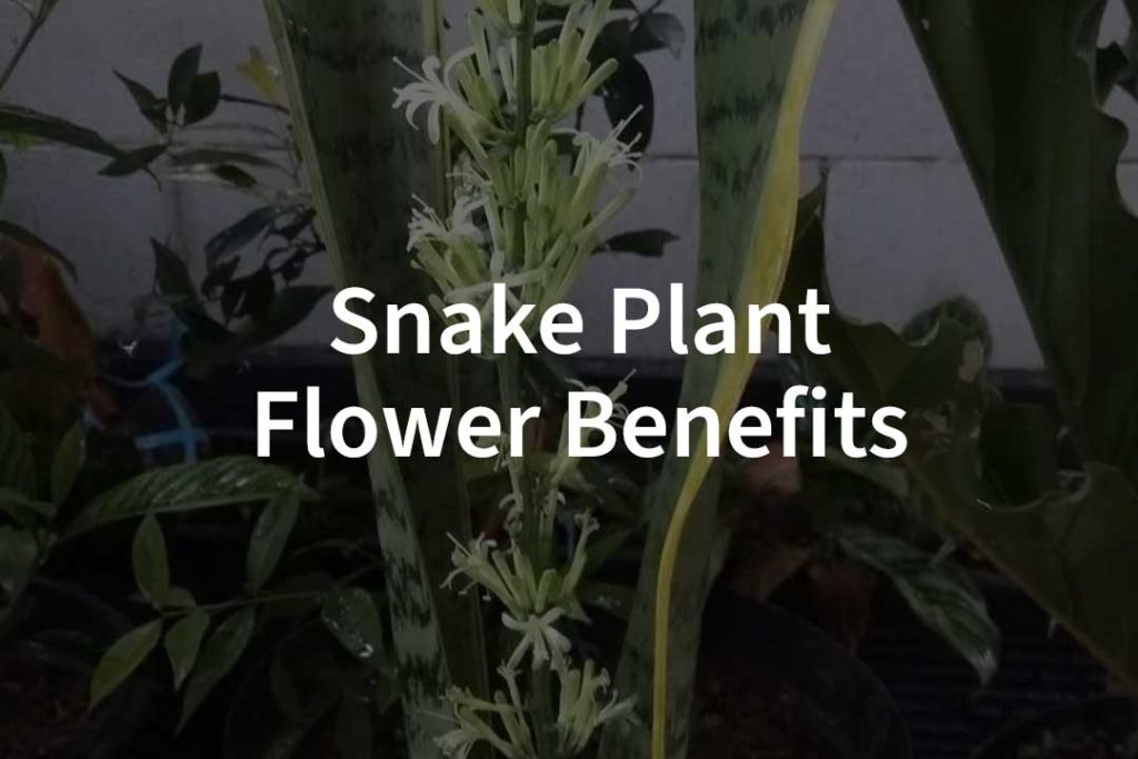 Best Fertilizer For Snake Plants (Natural & Liquid Picks)